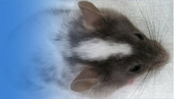 Research - Department of Surgery