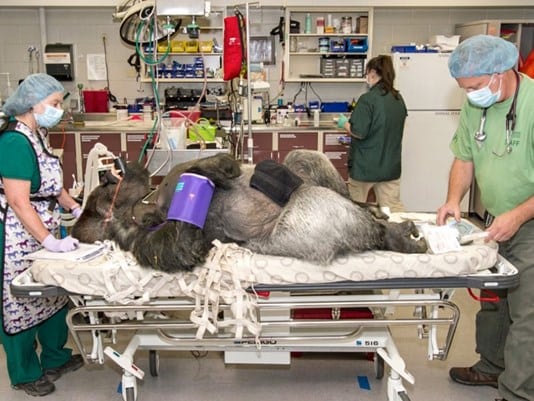 Saving a very important primate - Department of Surgery