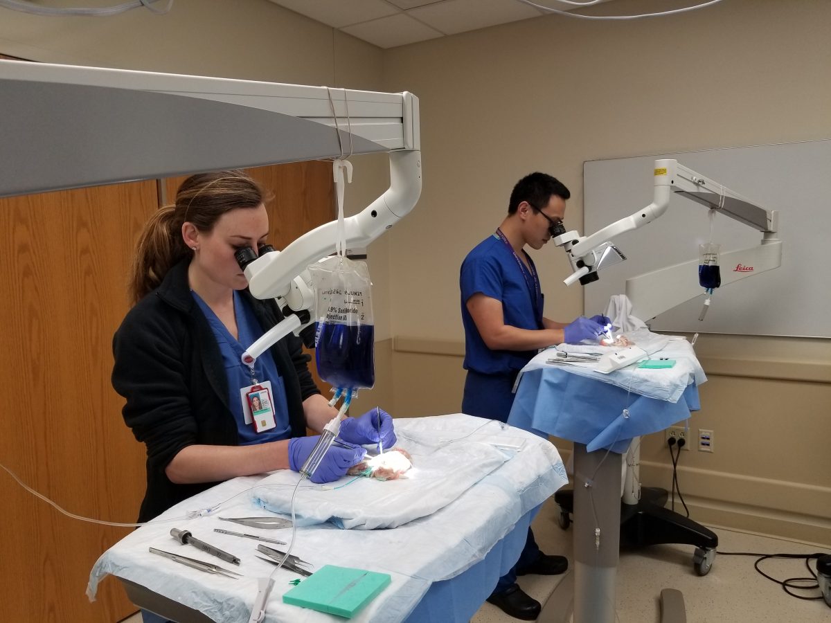 Blue "blood" gives residents innovative microsurgery training ...