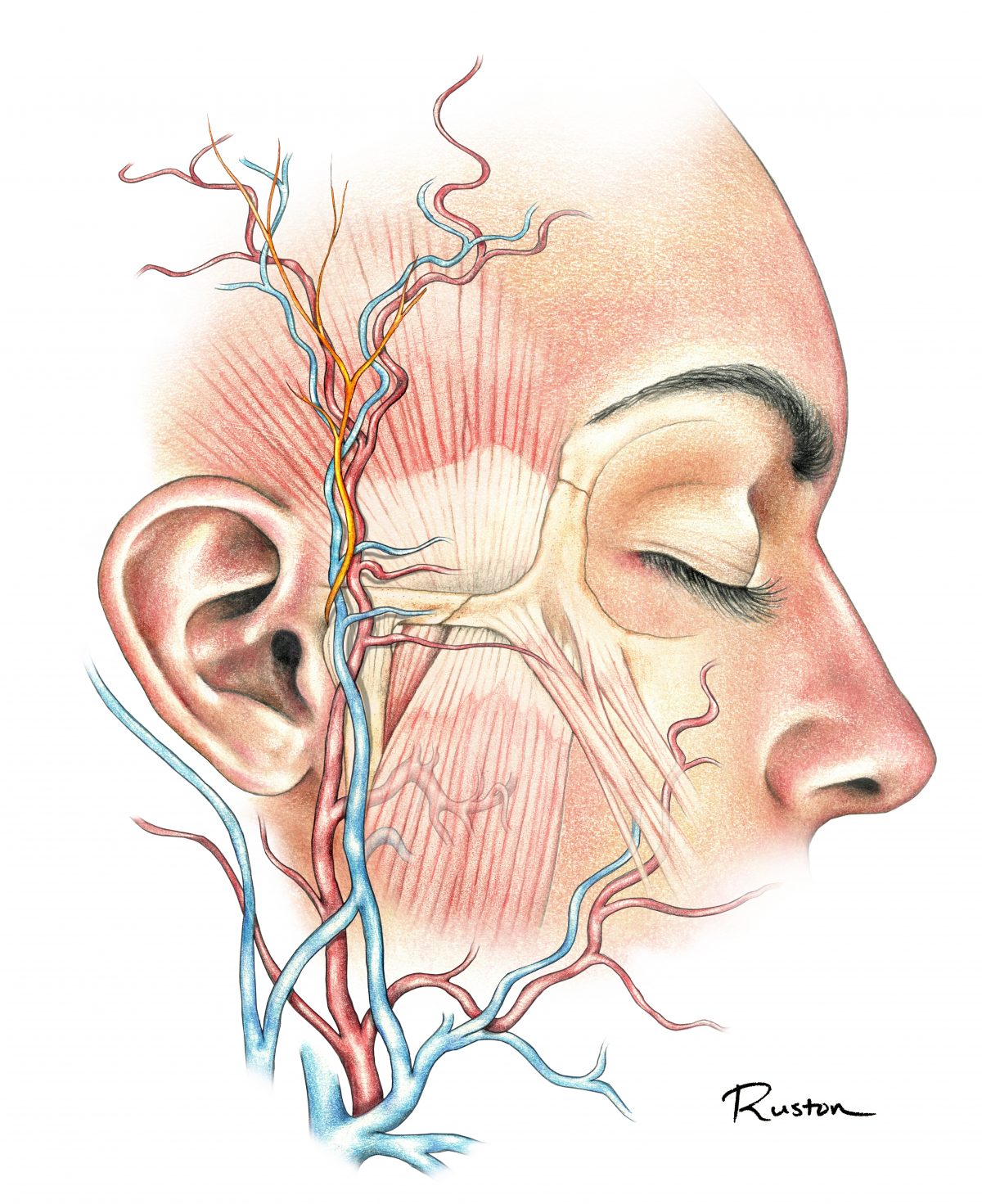 From Sketchbook to Scalpel: The Medical Illustrations of Dr. Ruston ...