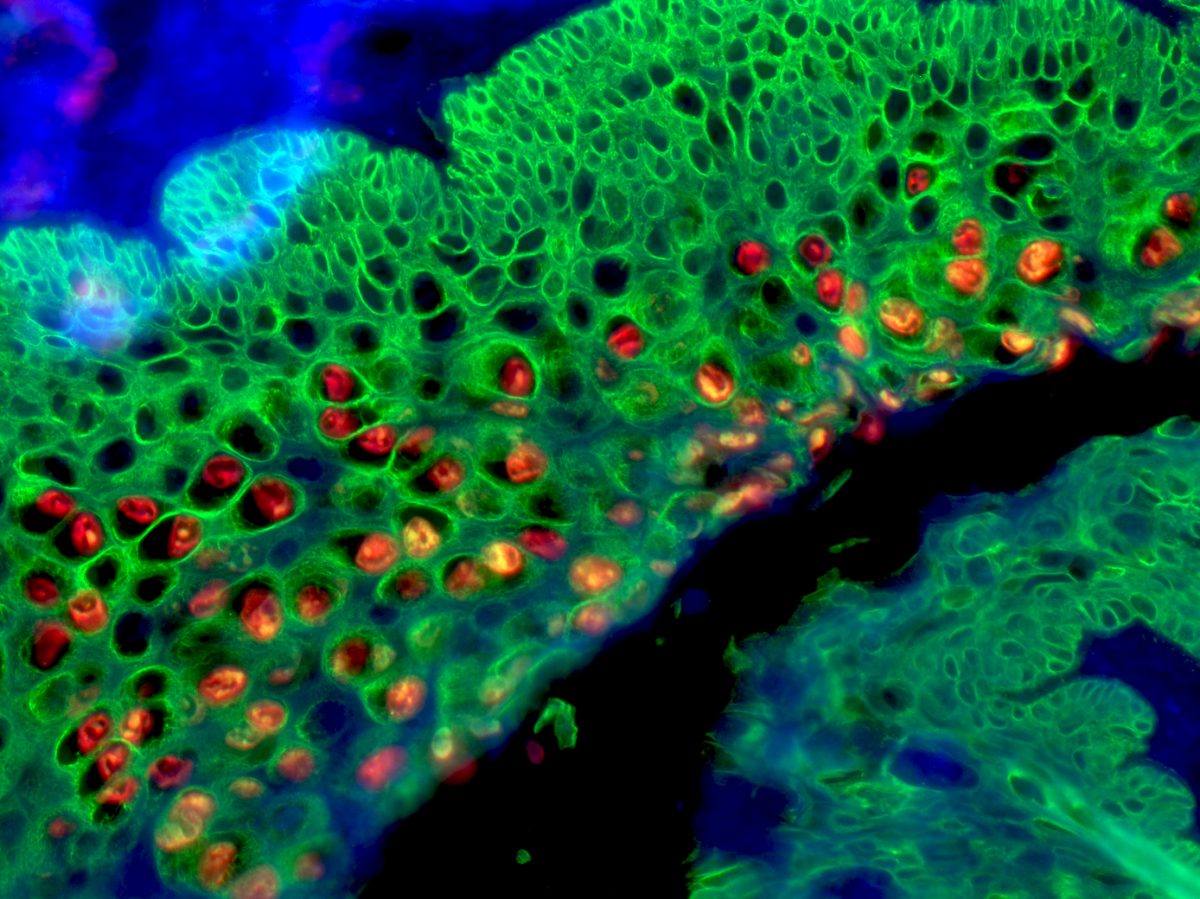 Department Celebrates Annual Research Summit - Department of Surgery